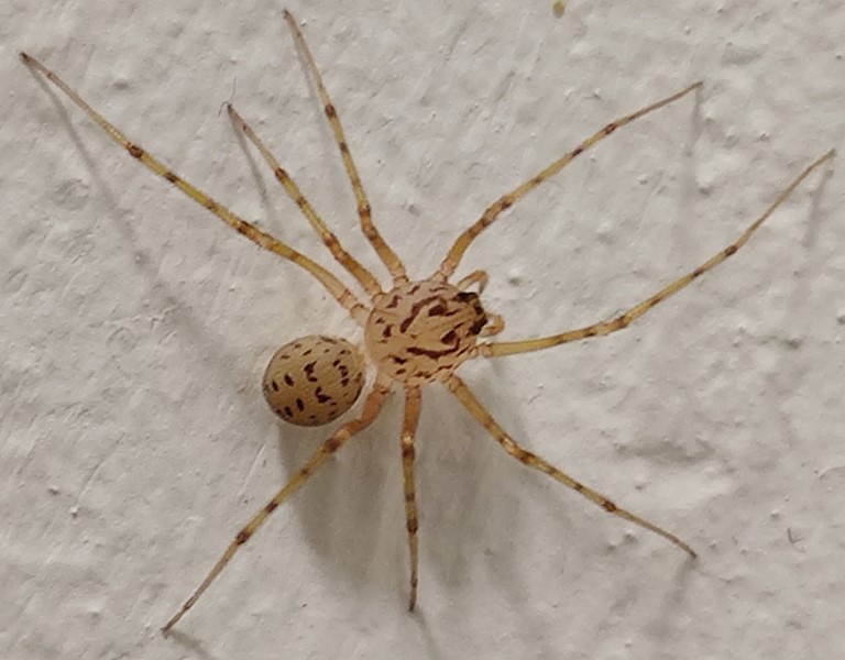 Lys edderkop med sort/brunt mønster? - Naturbasen