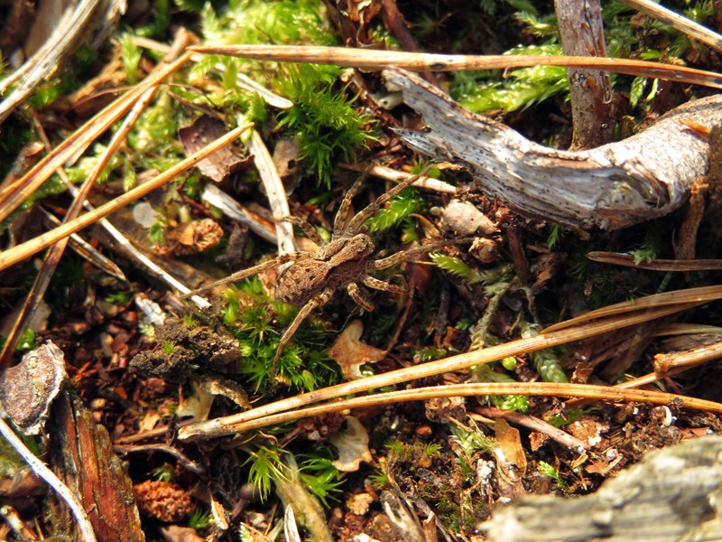 Jagtedderkop - Naturbasen