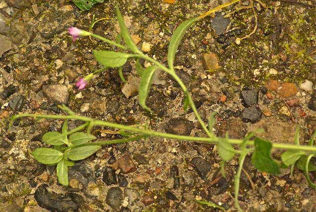 Hvilken Dueurt ? - Naturbasen