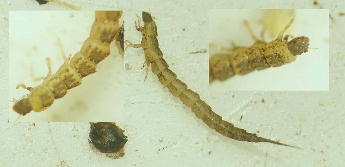 Haliplus-larve? - Naturbasen