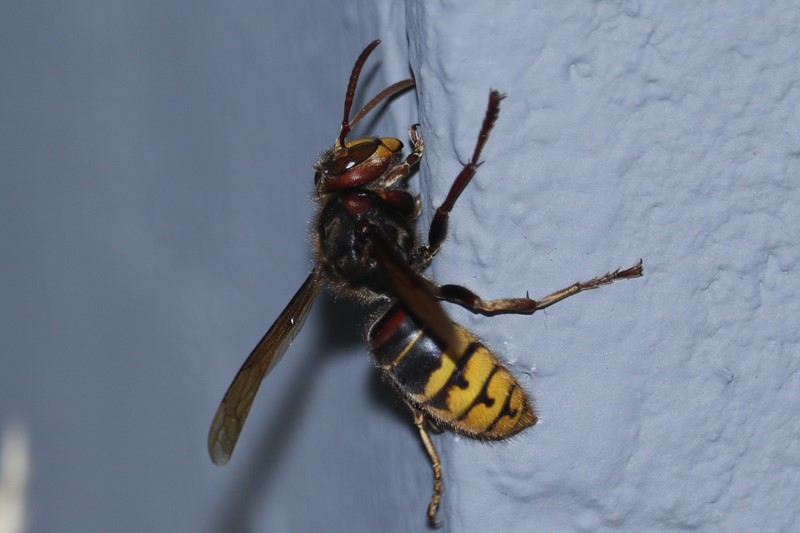 Hvilken stor hveps? - Naturbasen