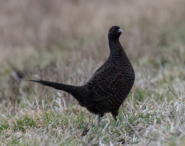 Hvad for en Fasan ? - Naturbasen