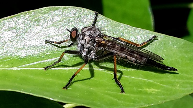 Pamponerus germanicus? - Naturbasen