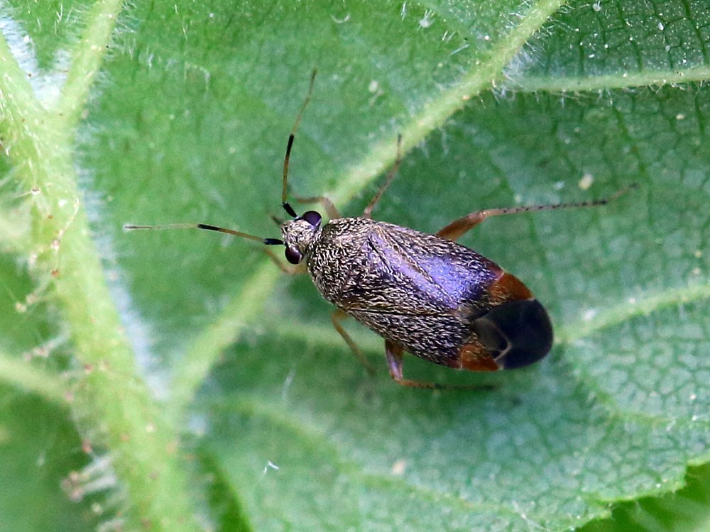 Psallus ambiguus? - Naturbasen