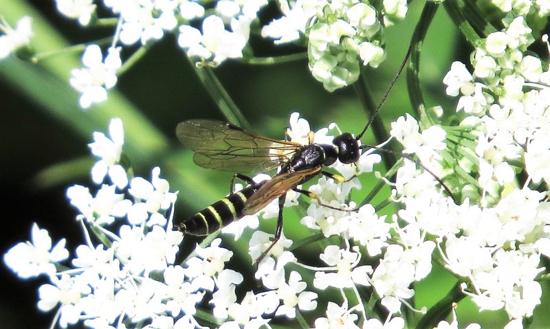 Hvilken Hveps - Naturbasen