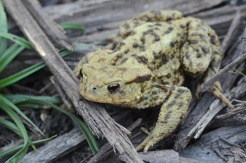Hvilken tudse? - Naturbasen