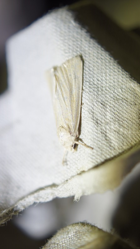 L elymi? 2 - Naturbasen