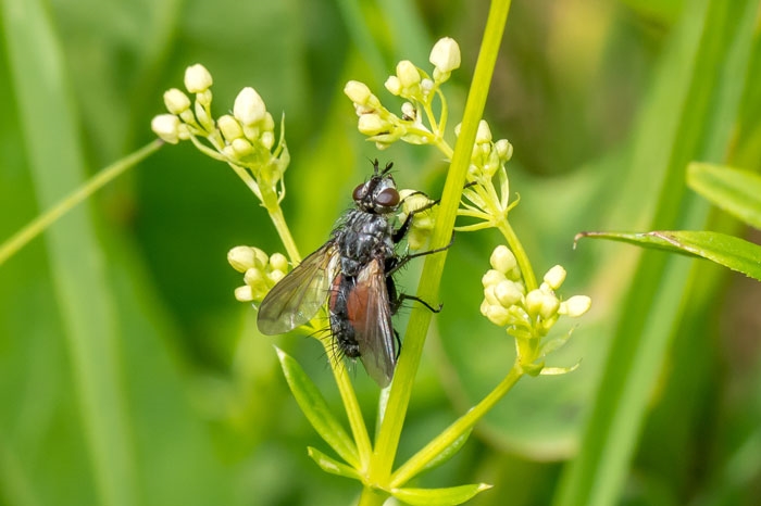 hvilken flue med røde flanker? - Naturbasen