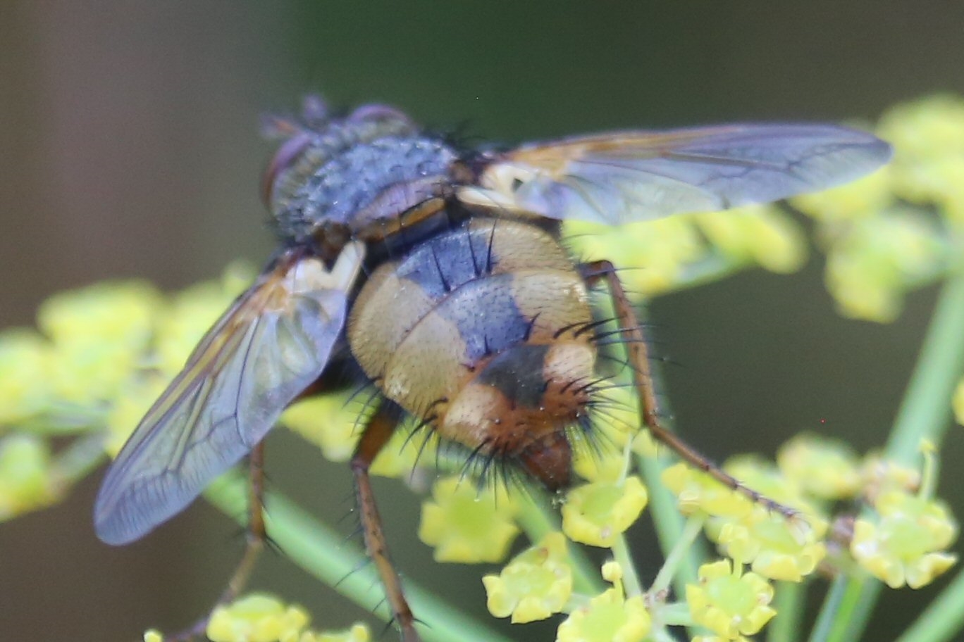 Flue med sort længdestribe på grågul ryg - Naturbasen