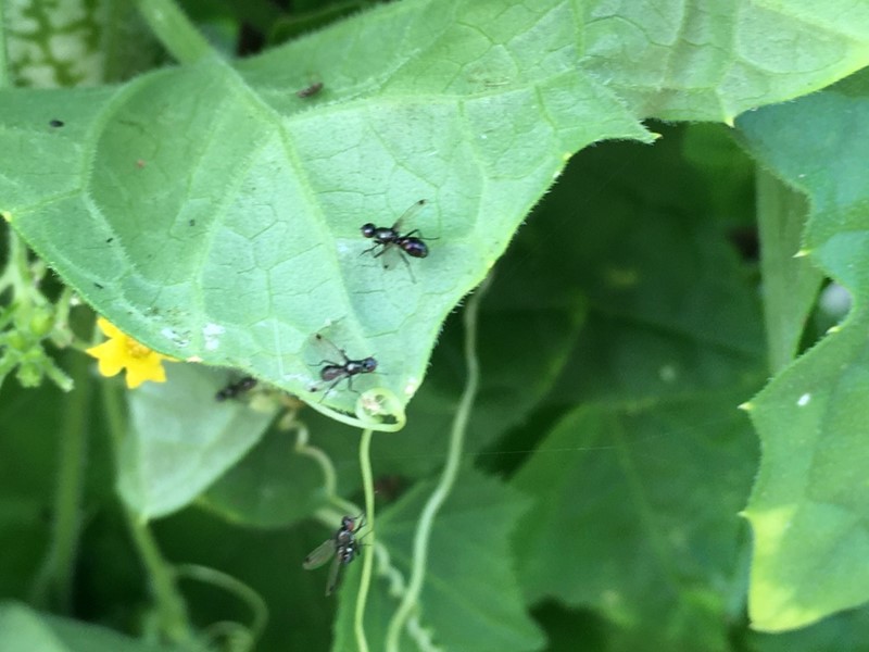 Meget små sorte flyende insekter. - Naturbasen