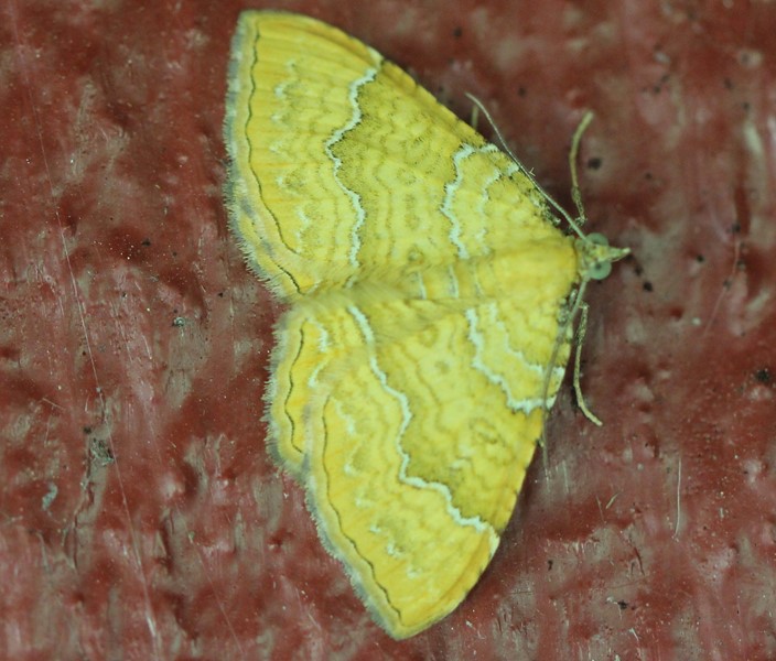 Hvilken gul flyver? - Naturbasen