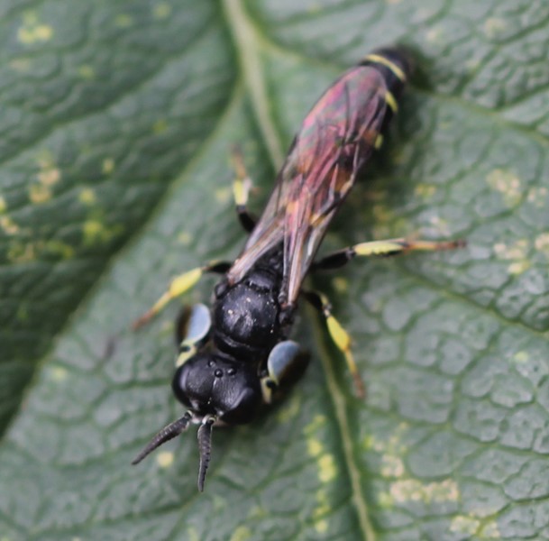 Hvilken sort/gul hveps? - Naturbasen