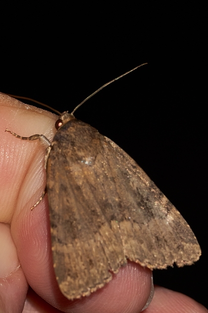 Amphipyra - Naturbasen