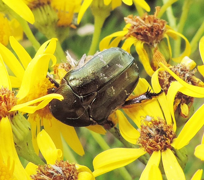 Er det Grøn guldbasse - Naturbasen