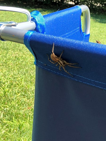 Stor edderkop, Italien - Naturbasen