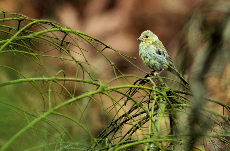 Hvilken fugl - Naturbasen