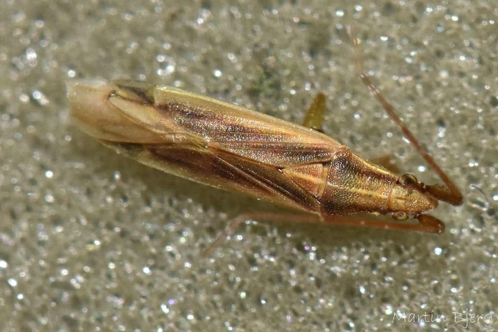 Stenodema laevigata? - Naturbasen