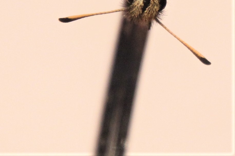 er dette skråstreg bedpande ? - Naturbasen