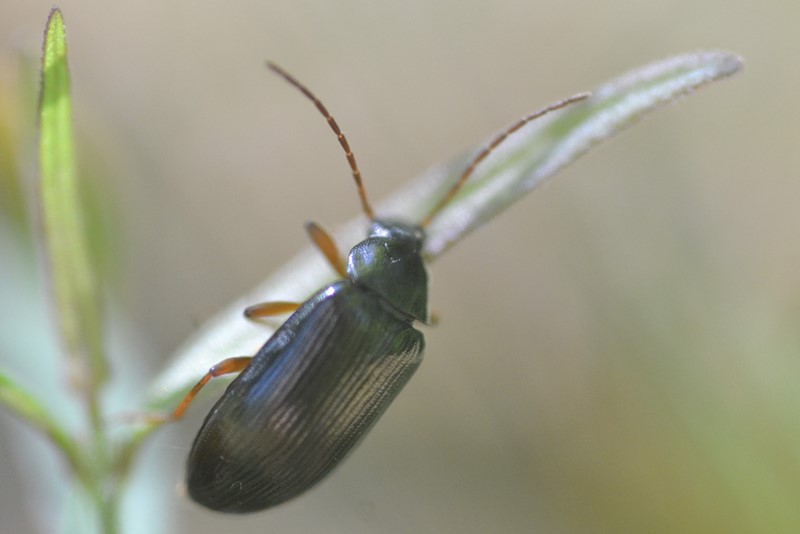 Hvilken glat sort bille m gule ben? - Naturbasen