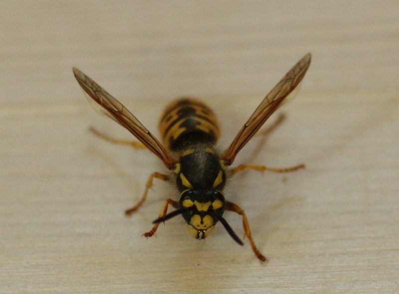 Hvilken gedehams indenfor? - Naturbasen