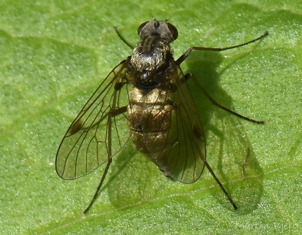 Hvilken flue med gylden bagkrop? - Naturbasen