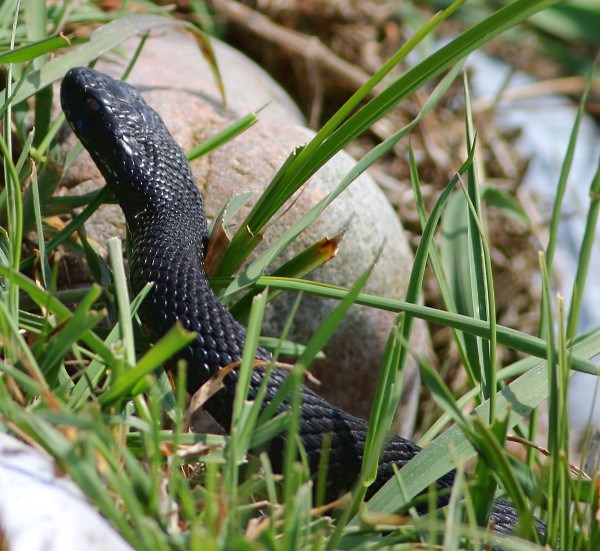 Sort hugorm? - Naturbasen