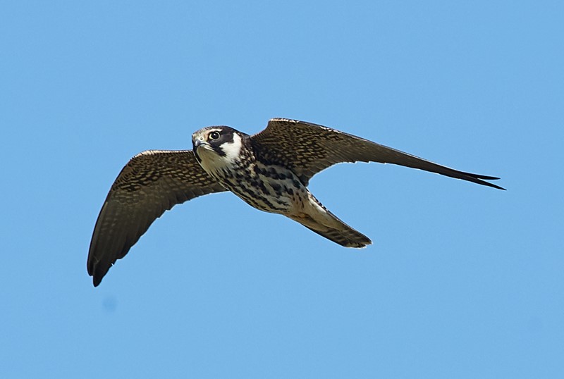 Hvilken falk? - Naturbasen