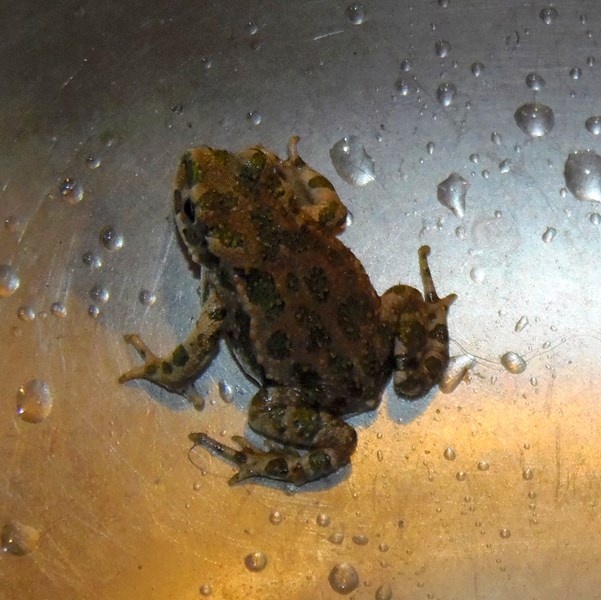 Små grønbrogede tudser?? - Naturbasen