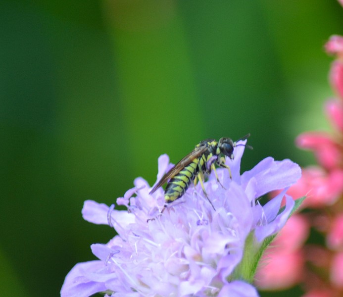Bladhvepse Tenthredo sp. ? - Naturbasen