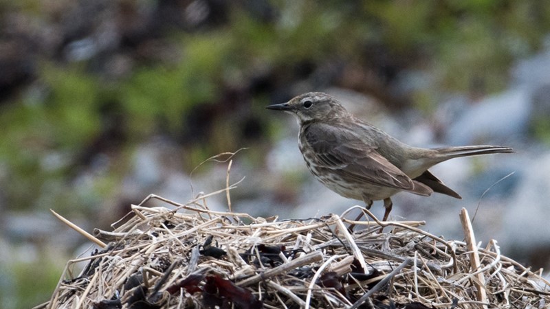 Hvad er det for en fugl - Naturbasen
