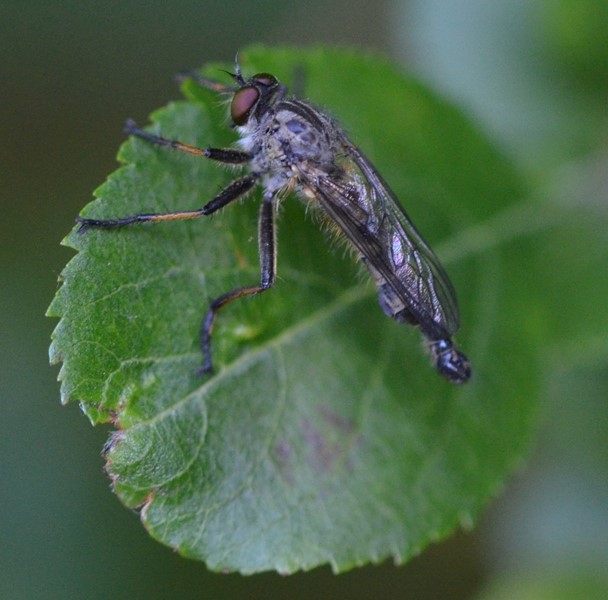 Pamponerus germanicus? - Naturbasen