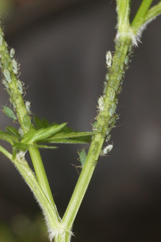 hvilke bladlus på vild kørvel? - Naturbasen