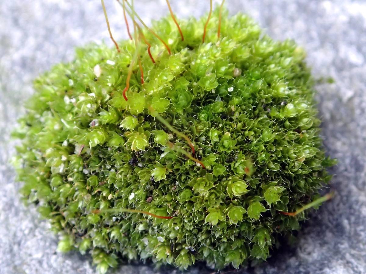 Hvilken mos. - Naturbasen