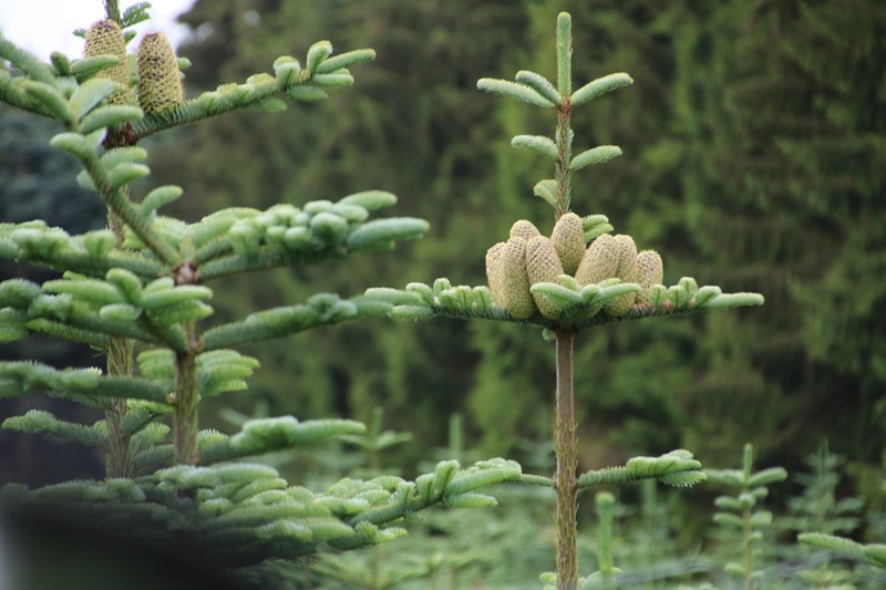 Specielt grantræ? - Naturbasen