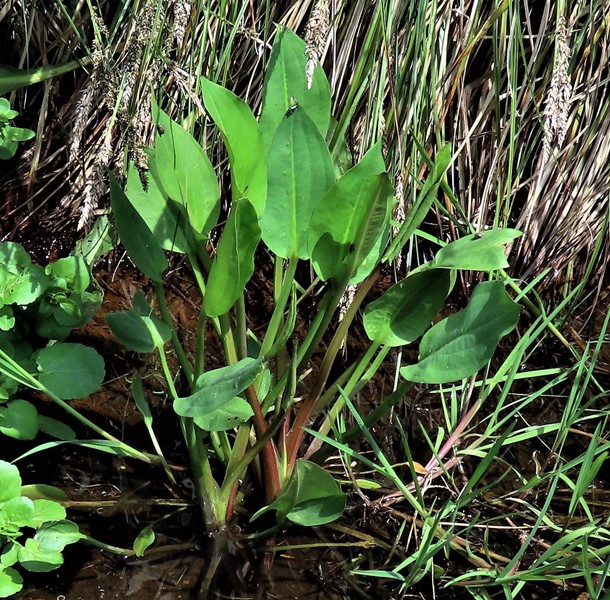hvilken Vand/sump plante - Naturbasen