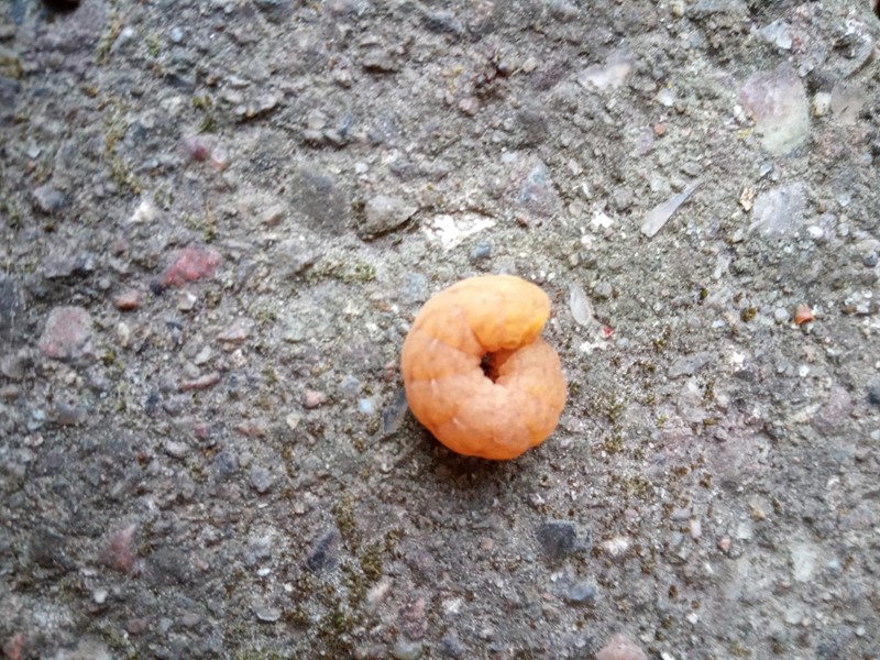 hvilken orange larve? - Naturbasen