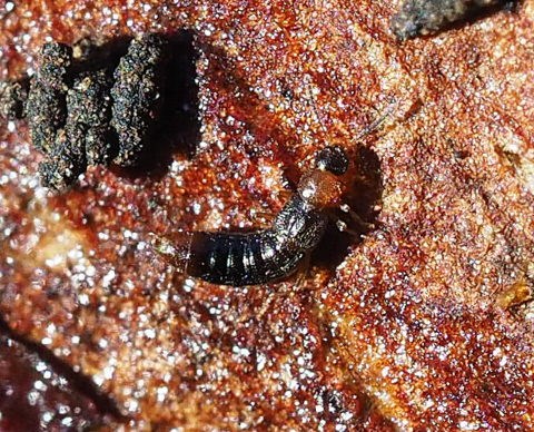 Leptusa ruficollis? - Naturbasen