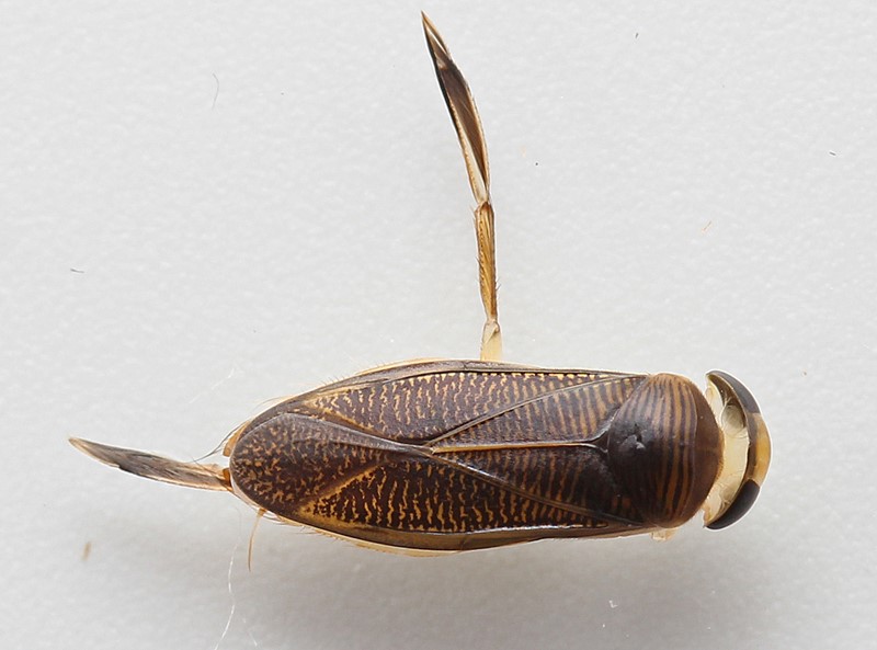 Callicorixa praeusta? - Naturbasen