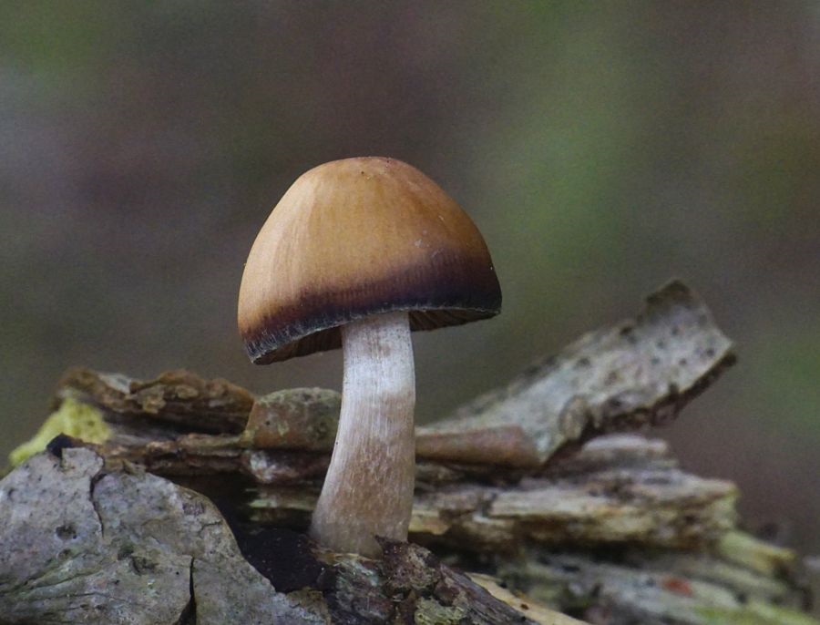 Hvilken Svamp 2? - Naturbasen