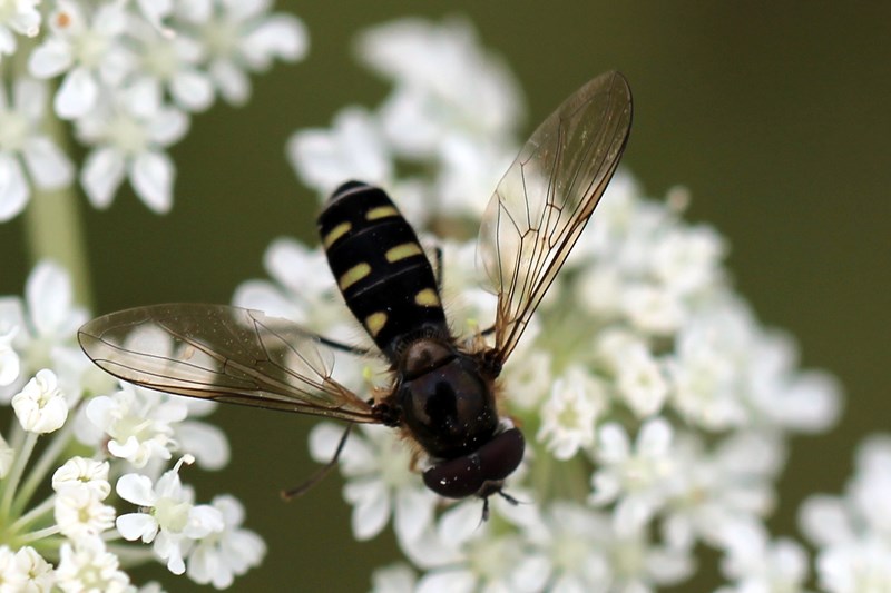 Sort svirreflue med gule striber - Naturbasen