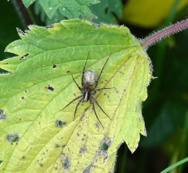 hvad er det for en edderkop - Naturbasen