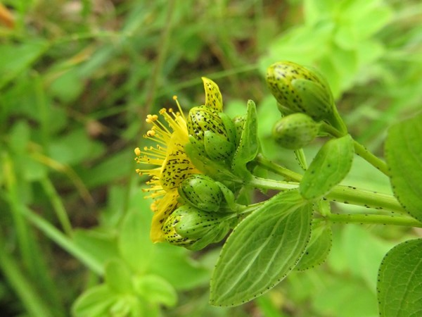 Kantet Perikon ? - Naturbasen