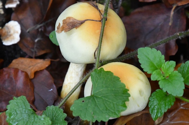 svamp id 3 - Naturbasen