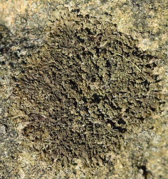 Xanthoparmelia loxodes? - Naturbasen