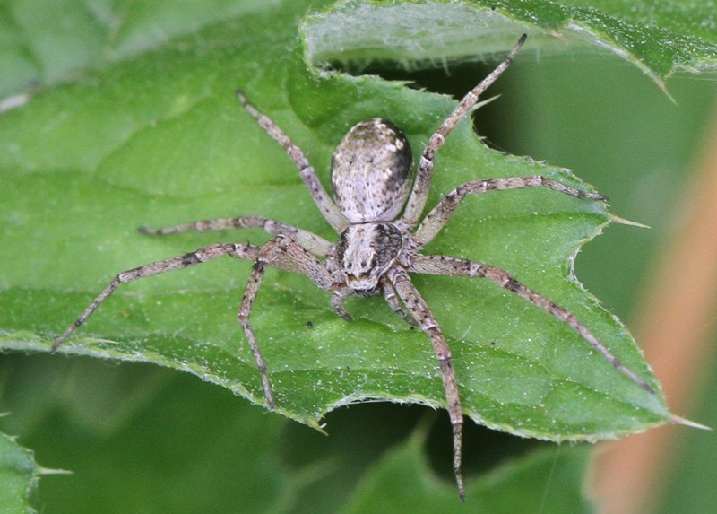 Jagtedderkop, juni 2015 - Naturbasen