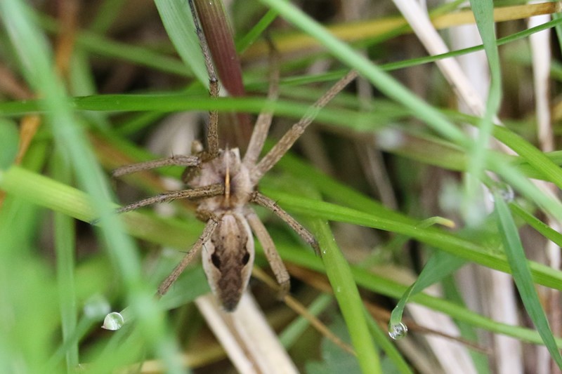 Hvilken jagt edderkop? - Naturbasen