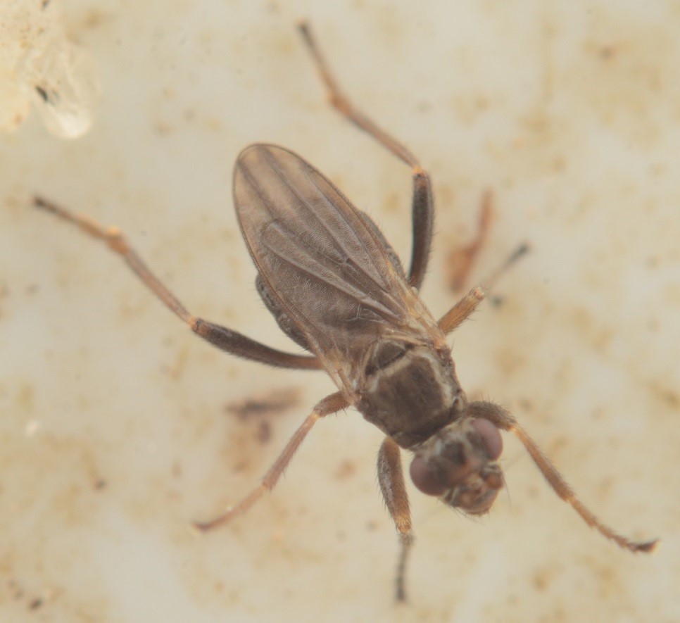 Hvilken flue? - Naturbasen