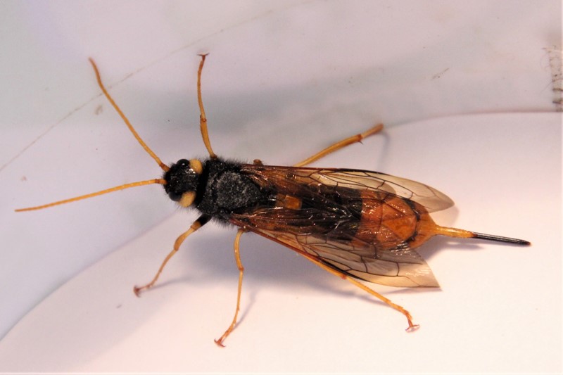 hvilken stor hveps - Naturbasen