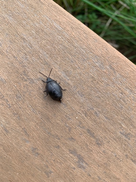 Korthalset oliebille? - Naturbasen