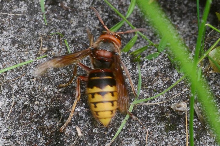 Er det stor gedehams? - Naturbasen